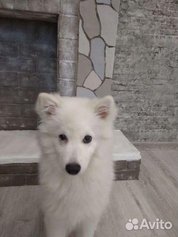 Самоедская лайка щенок