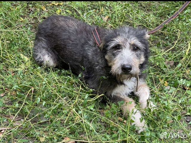 Тимка ищет дом