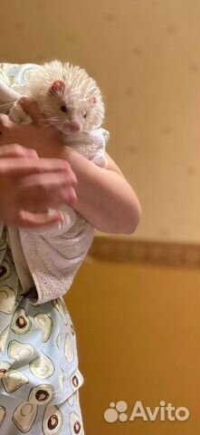 Ласка животное