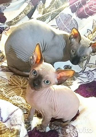 Канадский сфинкс котенок