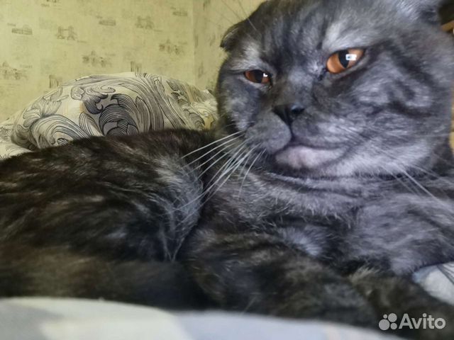 Шотландский кот вязка