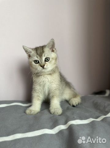 Шотландский котик