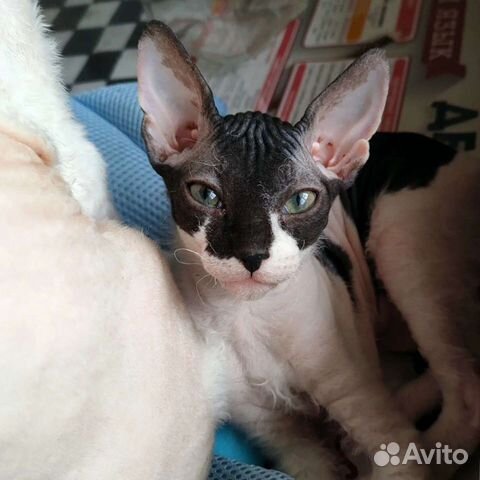 Котенок донского сфинкса