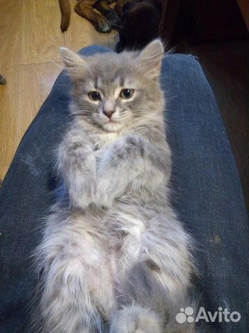 Котёнок