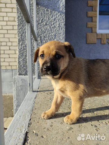 Щенки в добрые руки даром