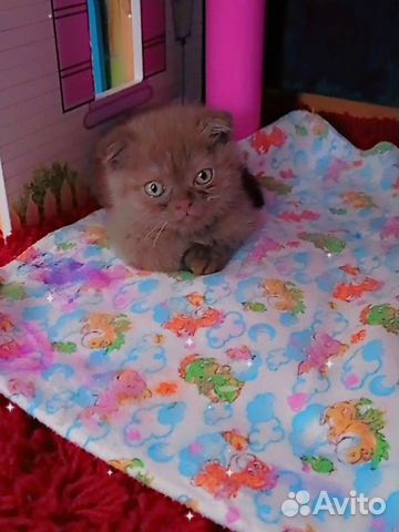 Шотладские вислоухие котята