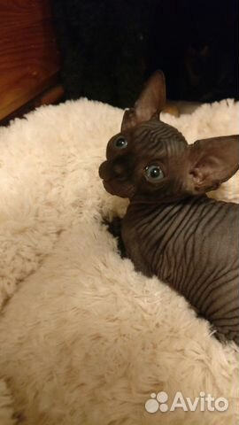 Канадский сфинкс