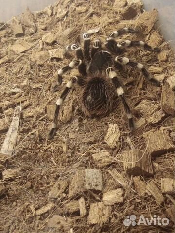 Паук Acanthoscurria brocklehursti бразильский птиц