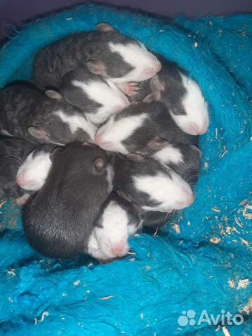 Крысята Дамбо