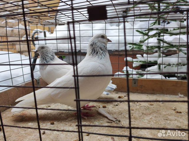 Голуби, Иранцы(белые) краснопестрые, типплеры крас