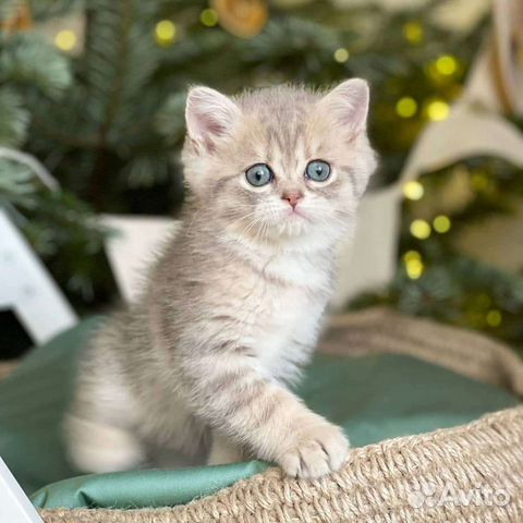 Шикарный котик страйт с изумрудными глазами