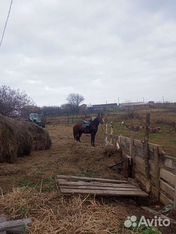 Лошадь Карачаевской породы