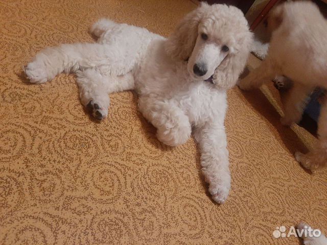 Королевский пудель