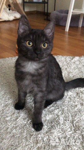 Котенок в добрые руки