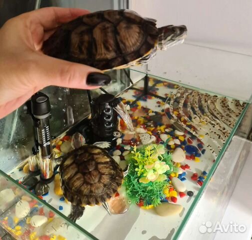 Красноухие черепахи с аквариумом