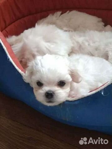 Мальтезе. девочка и мальчики РКФ (папа импорт Амер