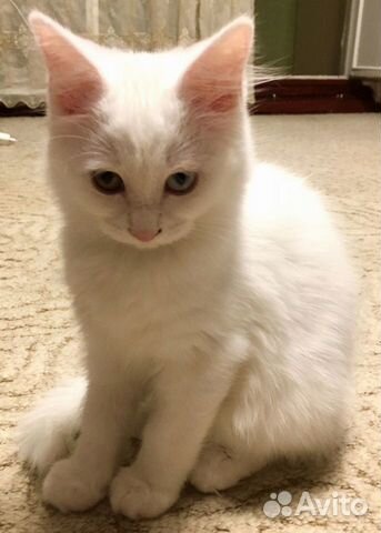 Снежка и Дымок