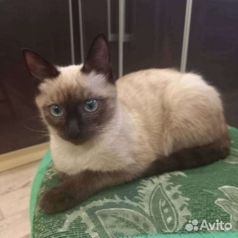 Отдам в добрые руки