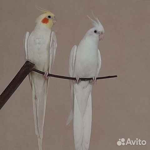 Попугаи карелла самец и самка