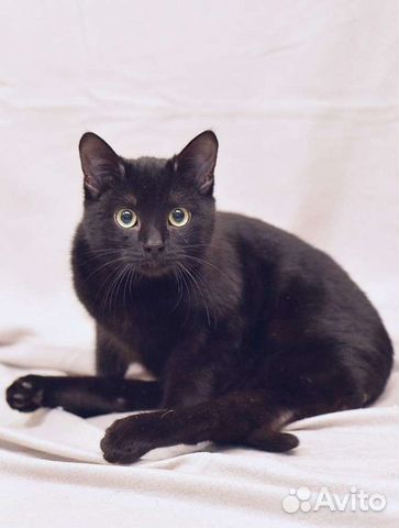 Котенок на двух лапках