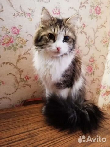 Кошечки ищут дом