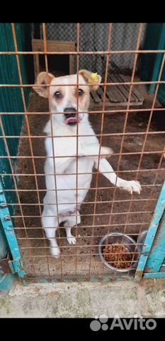 Левретка бесплатно