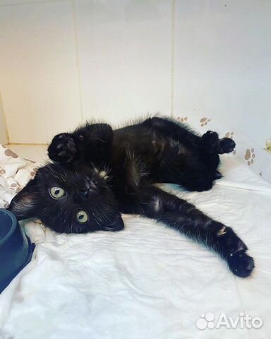 Котенок в добрые руки