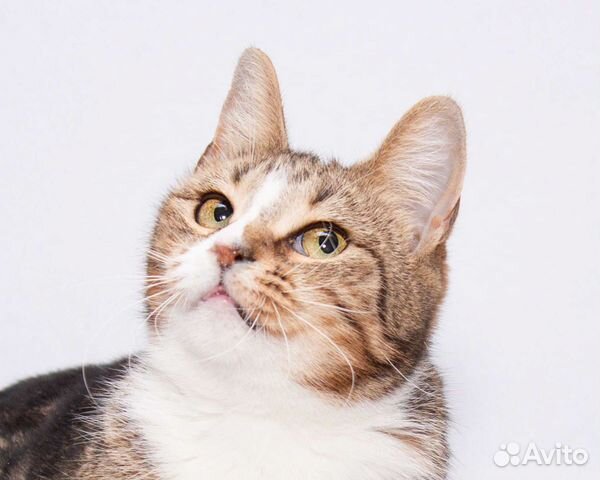 Очень ласковая ручная Кэт