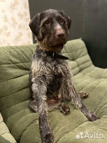 Пристраивается пёс Харви