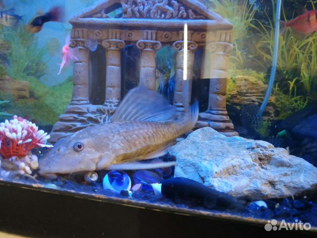 Сомик анциструс обмен