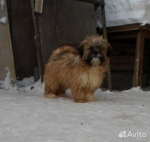 Апсо - пацаны