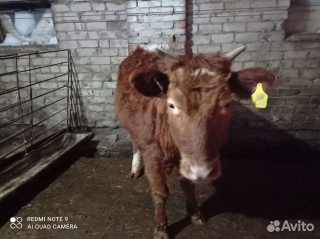 Бычки и телята