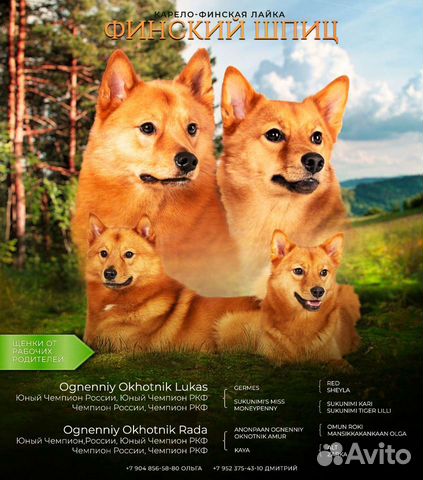 Собаки щенки породистые