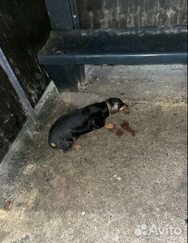 Раненая такса