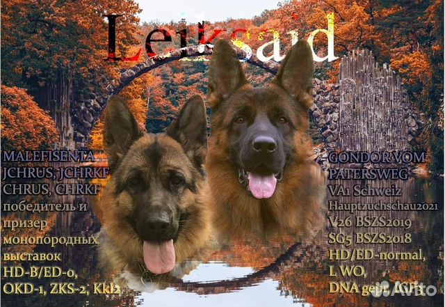 Щенки немецкой овчарки