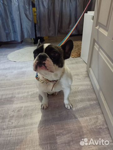 Ищем кабеля - французского бульдога для связки