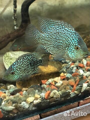 Бриллиантовая цихлозома опт/розница
