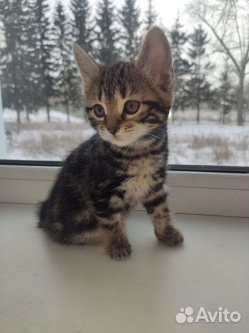 Курильский бобтейл котята