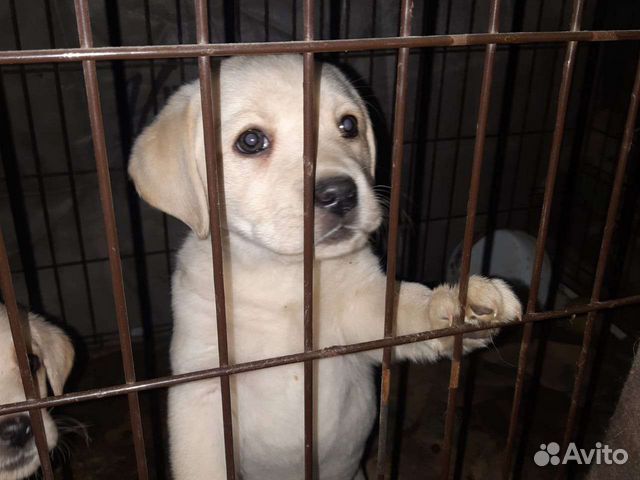 Щенки лабрадора