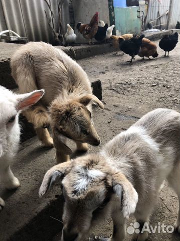 Козы и козлята