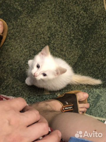 Невский маскарадный котенок