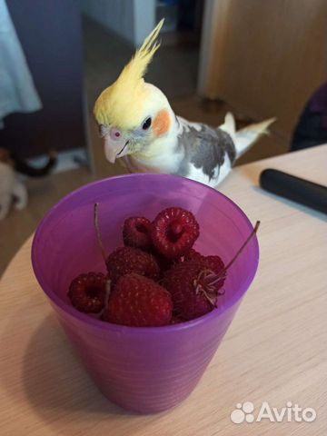 Попугай Корела нимфа