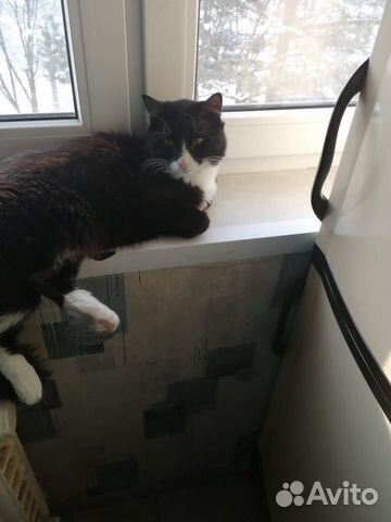 Бывшедомашний котик ищет дом