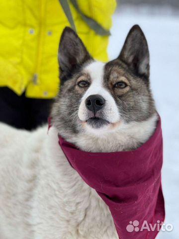 Прекрасная Бэлла ищет дом