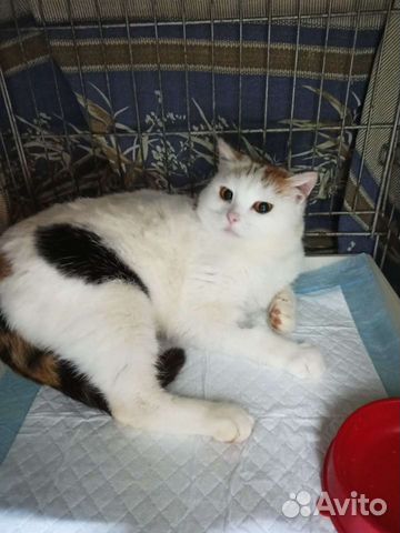 Ласковая кошка в добрые руки