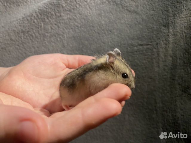 Джунгарский хомяк