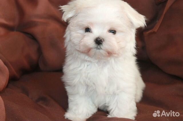 Мини девочка мальтезе
