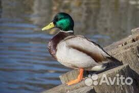 Утки селезень