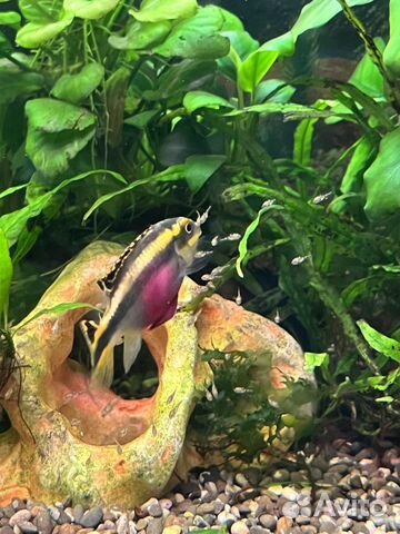 Аквариумные рыбки пельвикахромис