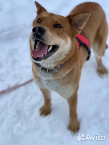 Чудесный Акира ищет дом